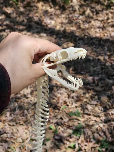 Articulated Snake Skeleton by MagniModels MakerWorld: Download Free 3D ...