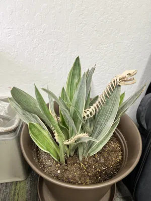 Articulated Snake Skeleton by MagniModels MakerWorld: Download Free 3D ...