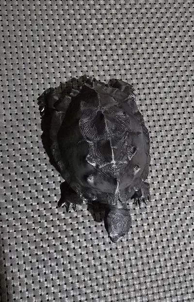 Alligator Snapping Turtle by T-Steele-W Creations MakerWorld: Download ...