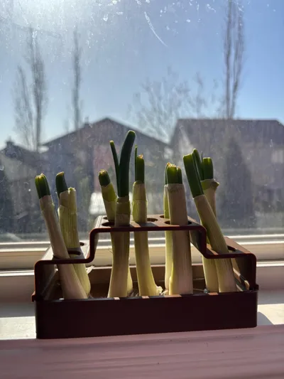 Regrow: Spring Onions by bruno:) MakerWorld: Download Free 3D Models