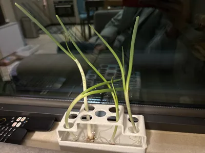 Regrow: Spring Onions by bruno:) MakerWorld: Download Free 3D Models