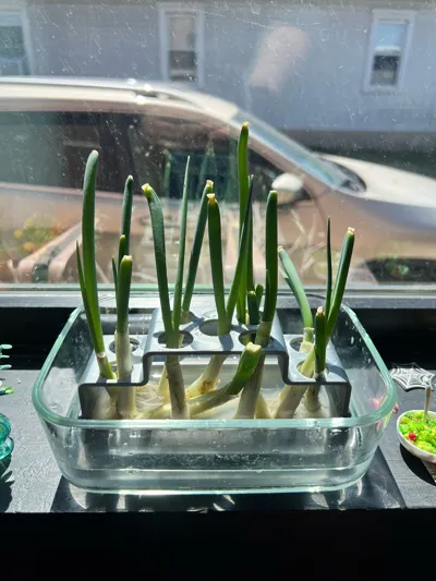 Regrow: Spring Onions by bruno:) MakerWorld: Download Free 3D Models