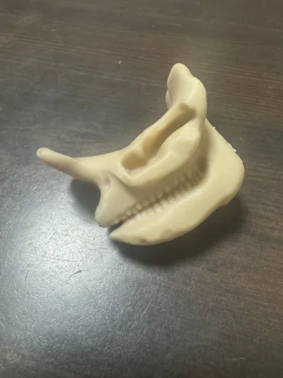 Prehistoric Animal Skull Fossils by ASTAR MakerWorld: Download Free 3D ...