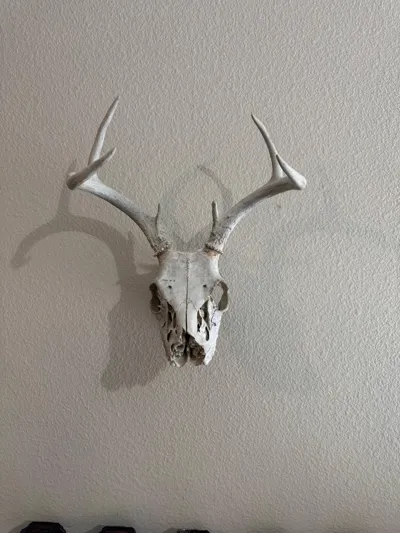 European Deer Skull Mount - Free 3D Print Model - MakerWorld
