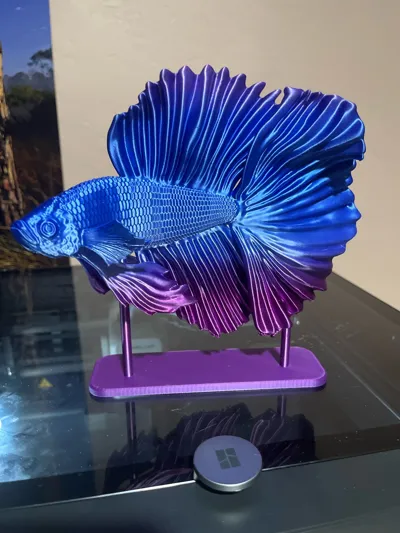 betta fish by Nik12_ocb MakerWorld: Download Free 3D Models