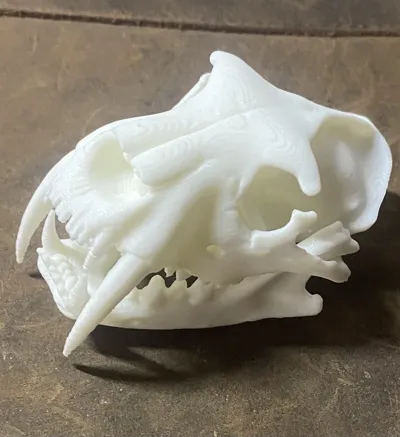Sabertooth Skull by Boys Day Design MakerWorld: Download Free 3D Models