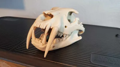 Sabertooth Skull by Boys Day Design MakerWorld: Download Free 3D Models