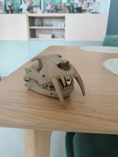 Sabertooth Skull by Boys Day Design MakerWorld: Download Free 3D Models