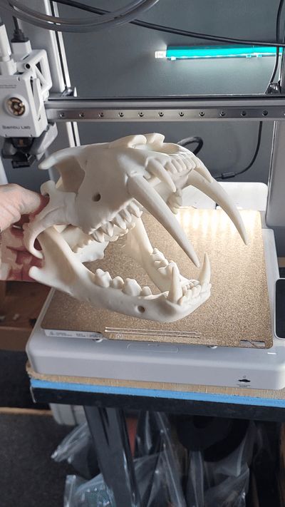 Sabertooth Skull by Boys Day Design MakerWorld: Download Free 3D Models