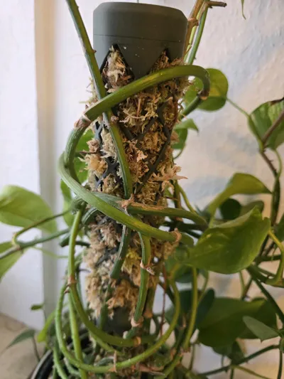 Moss Tower Verdura – The Modular Climbing Support by HpInvent MakerWorld: Download Free 3D Models