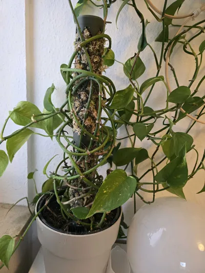 Moss Tower Verdura – The Modular Climbing Support by HpInvent MakerWorld: Download Free 3D Models