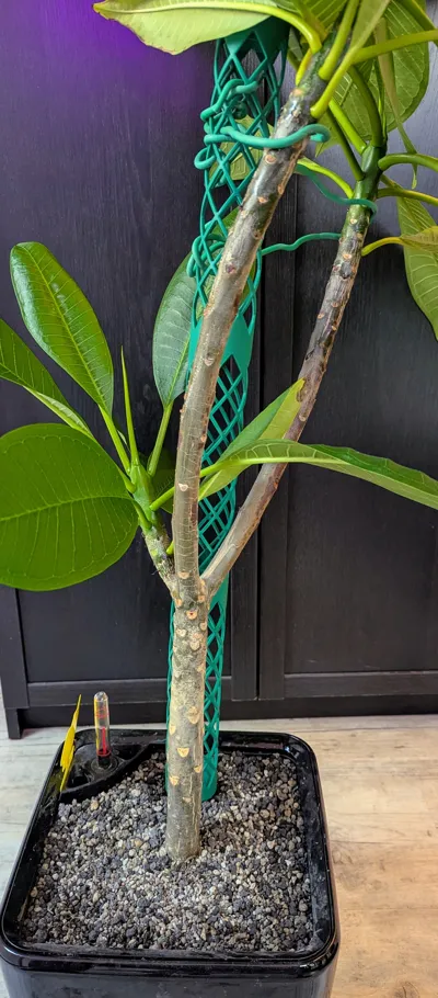 Moss Tower Verdura – The Modular Climbing Support by HpInvent MakerWorld: Download Free 3D Models