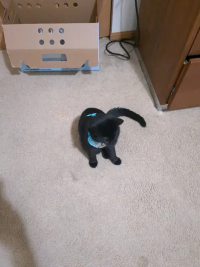 Crossbow Launcher by Its On My Mind MakerWorld: Download Free 3D Models