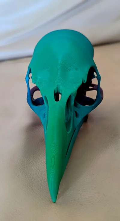 Raven Skull Fossil (Super Clean) by Boys Day Design MakerWorld ...