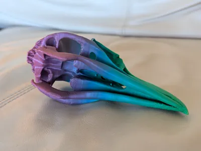 Raven Skull Fossil (Super Clean) - Free 3D Print Model - MakerWorld