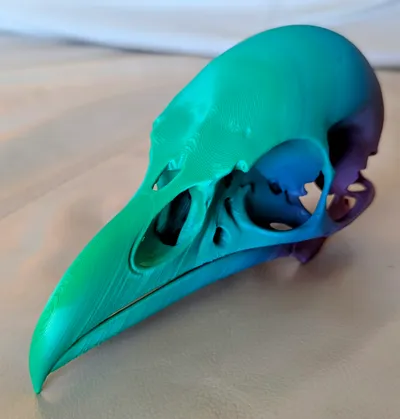 Raven Skull Fossil (Super Clean) by Boys Day Design MakerWorld ...