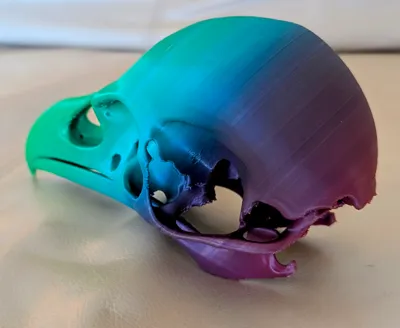 Raven Skull Fossil (Super Clean) by Boys Day Design MakerWorld ...