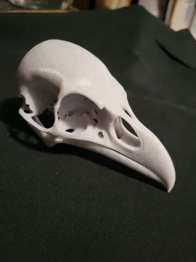 Raven Skull Fossil (Super Clean) - Free 3D Print Model - MakerWorld