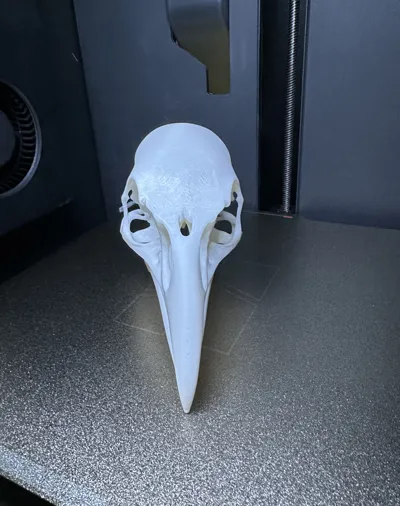 Raven Skull Fossil (Super Clean) - Free 3D Print Model - MakerWorld
