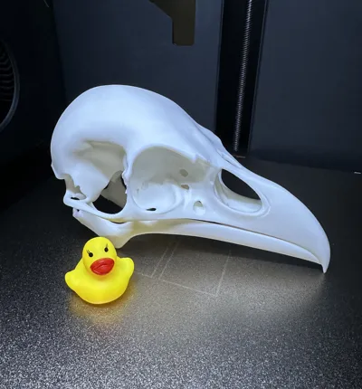 Raven Skull Fossil (Super Clean) - Free 3D Print Model - MakerWorld