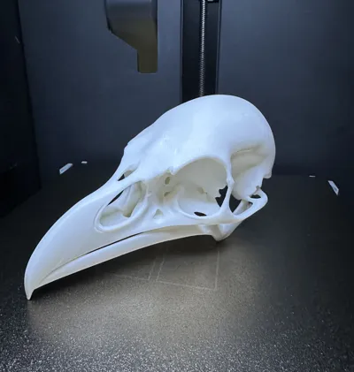 Raven Skull Fossil (Super Clean) - Free 3D Print Model - MakerWorld