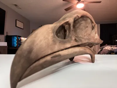 Raven Skull Fossil (Super Clean) by Boys Day Design MakerWorld ...