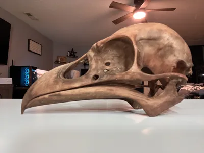 Raven Skull Fossil (Super Clean) by Boys Day Design MakerWorld ...