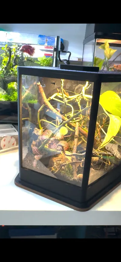 Jumping Spider Terrarium Enclosure by Galacticat MakerWorld: Download ...