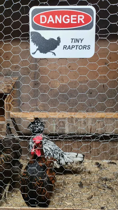Chicken Danger Sign - Free 3D Print Model - MakerWorld