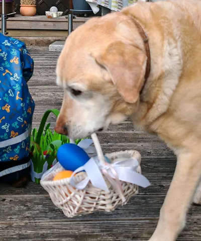 CRACK IT - Crackable Easter egg (egg hunt) by Vasichkin MakerWorld ...