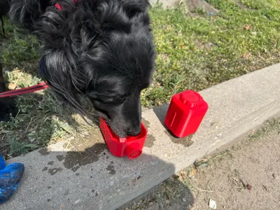 TrailBuddy 2-in-1 Dog Water & Treat Bowl by Math & Katy MakerWorld: Download Free 3D Models