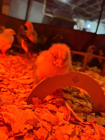 3 Level Chick Roost Roosting Bar for Brooder Box - Free 3D Print Model ...