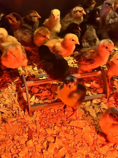 3 Level Chick Roost Roosting Bar for Brooder Box - Free 3D Print Model ...