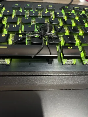 Black Widow TPU Spider by agepbiz MakerWorld: Download Free 3D Models