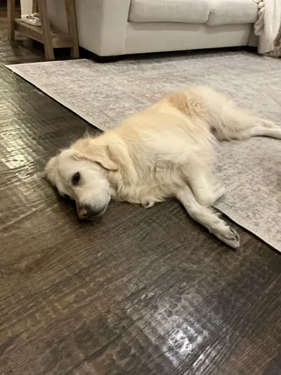 Arduino Robot dog - Free 3D Print Model - MakerWorld