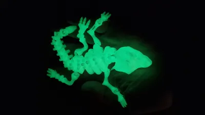 Articulated Skeleton Lizard by 3D design MakerWorld: Download Free 3D ...