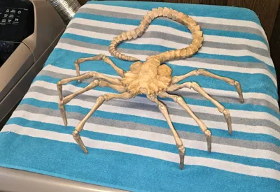 Facehugger body - remix - Free 3D Print Model - MakerWorld
