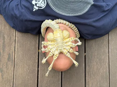 Facehugger body - remix Remixed by indianin666 MakerWorld: Download ...