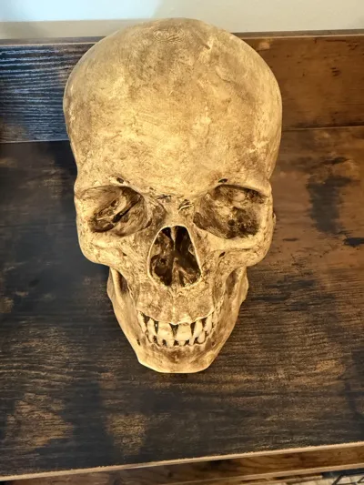 HUMAN SKULL - MEDICAL SCAN | CRÂNE HUMAIN by TechNapa MakerWorld ...