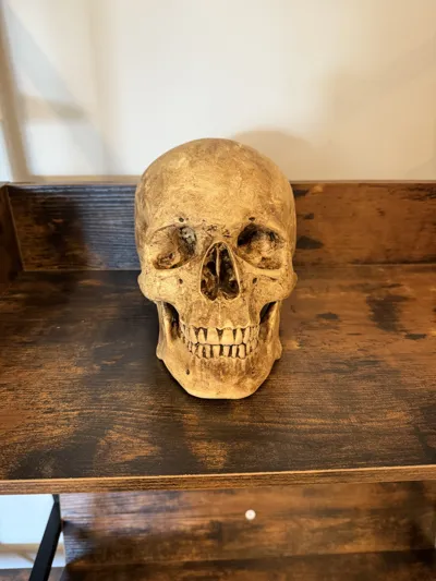 HUMAN SKULL - MEDICAL SCAN | CRÂNE HUMAIN by TechNapa MakerWorld ...