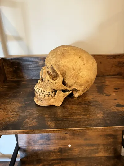 HUMAN SKULL - MEDICAL SCAN | CRÂNE HUMAIN by TechNapa MakerWorld ...
