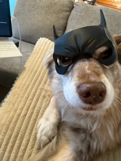 Batman Dog Mask for Short-Nosed Breeds - Free 3D Print Model - MakerWorld