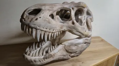 super large T-Rex skull - 600 mm - Free 3D Print Model - MakerWorld