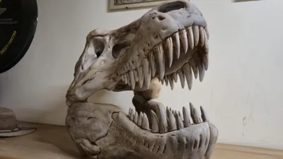 super large T-Rex skull - 600 mm - Free 3D Print Model - MakerWorld