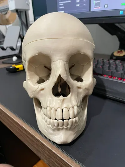 Human Skull Anatomically Correct Puzzle - Free 3D Print Model - MakerWorld