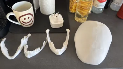 Human Skull Anatomically Correct Puzzle by PZI 3D MakerWorld: Download ...