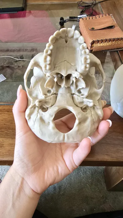 Human Skull Anatomically Correct Puzzle - Free 3D Print Model - MakerWorld