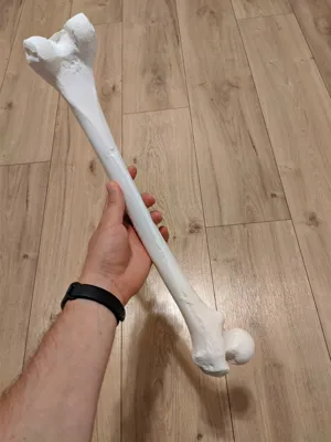 Human Femur Bone (Real Scale 1:1) by PZI 3D MakerWorld: Download Free ...