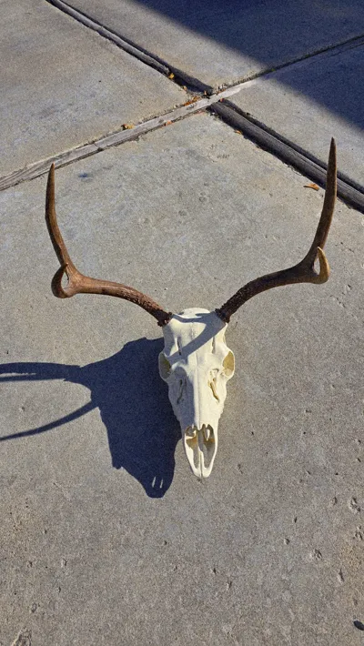 Mule Deer Skull - Real Antler Mount - Free 3D Print Model - MakerWorld