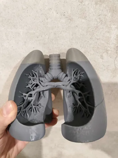 Gridfinity Anatomical Lung Model (Multi-Color/AMS) - Free 3D Print ...